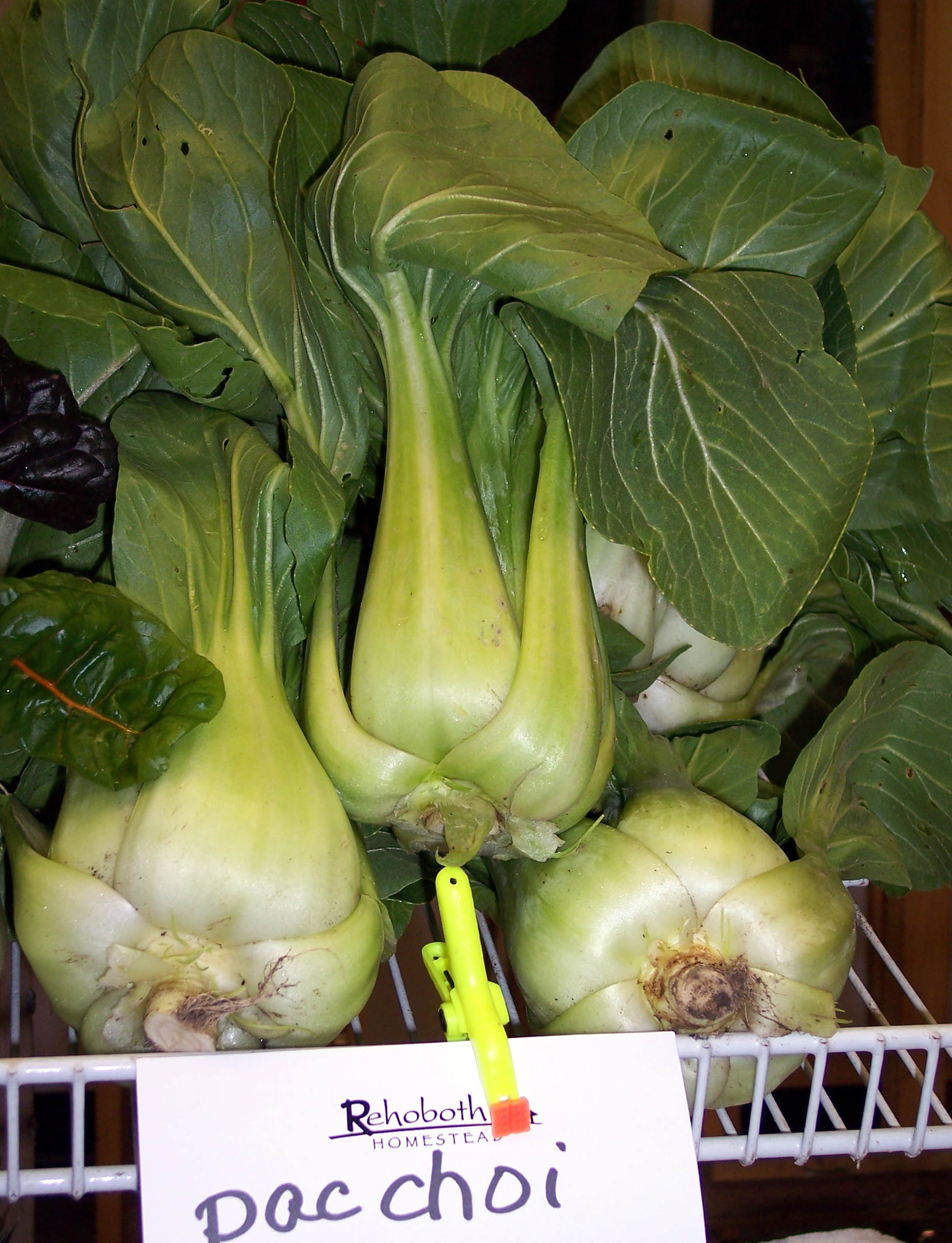 Using your farmers’ market bok choy | News, Sports, Jobs - Adirondack ...